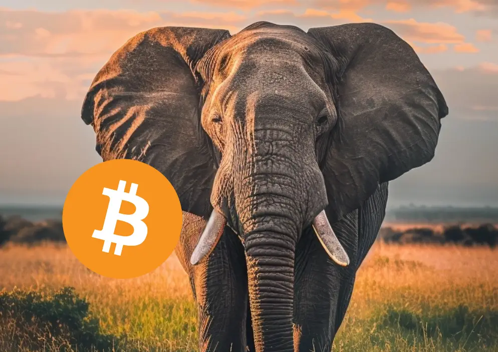 The Bitcoin for Wildlife Conservation Project - Izindlovu Fund
